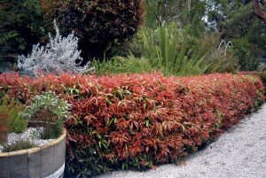 Callistemon (Bottlebrush) Ultimate Growing Guide : AGT