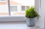 Cat Grass: Australian Grow and Care Guide : AGT