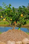 Fruit Salad Trees: How to Grow and Care for in Australia