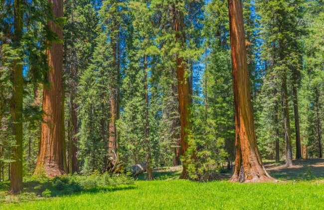 Growing Giant Sequoia Trees in Australia