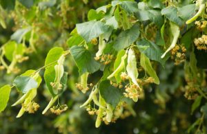 Lime Trees: Australian Grow and Care Guide - AGT