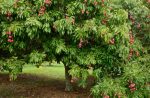 How to Grow Lychee Trees in Australia : AGT