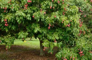 How to Grow Lychee Trees in Australia : AGT