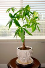 Money Tree: How to Grow Pachira aquatica