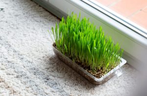 Cat Grass: Australian Grow and Care Guide : AGT