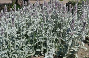 16 Silver Leaf Plants To Grow in Australia : AGT