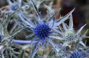 30 Beautiful Blue Flowers for Australian Gardens