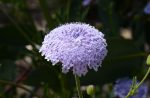 30 Beautiful Blue Flowers for Australian Gardens