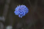 30 Beautiful Blue Flowers for Australian Gardens