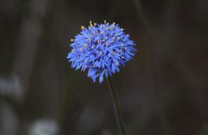 30 Beautiful Blue Flowers for Australian Gardens