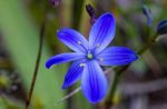 30 Beautiful Blue Flowers for Australian Gardens