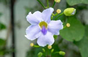 30 Beautiful Blue Flowers for Australian Gardens