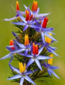 30 Beautiful Blue Flowers for Australian Gardens