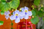 30 Beautiful Blue Flowers for Australian Gardens