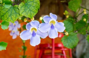 30 Beautiful Blue Flowers for Australian Gardens