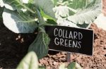 Collard Greens: Australian Grow and Care Guide : AGT