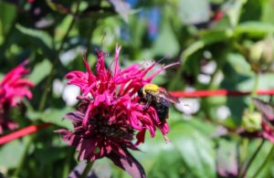How to Grow and Care for Bee Balm in Australia : AGT