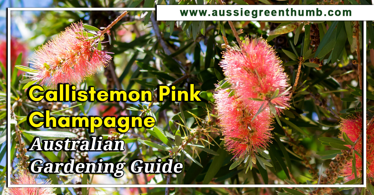 Callistemon 'Pink Champagne' Australian Gardening Guide
