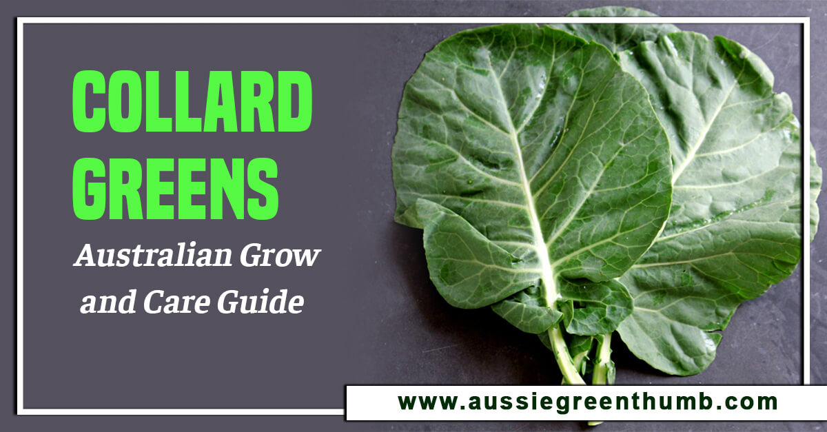 Collard Greens Australian Grow And Care Guide Agt
