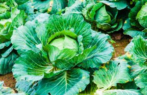 Collard Greens: Australian Grow and Care Guide : AGT