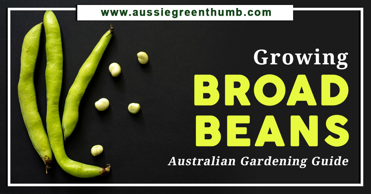 Growing Broad Beans | Australian Gardening Guide : AGT