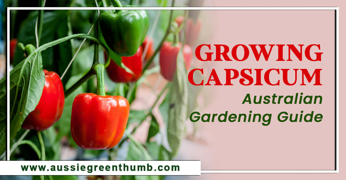 Growing Capsicum | Australian Gardening Guide : AGT
