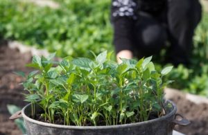 Growing Capsicum | Australian Gardening Guide : AGT