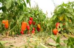 Growing Capsicum | Australian Gardening Guide : AGT