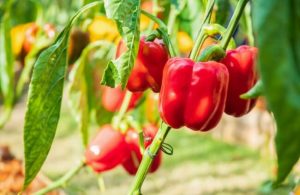 Growing Capsicum | Australian Gardening Guide : AGT