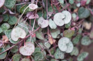 Chain of Hearts: How to Grow and Care Guide : AGT