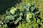 Collard Greens: Australian Grow and Care Guide : AGT