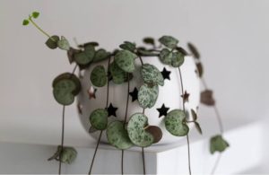 Chain of Hearts: How to Grow and Care Guide : AGT