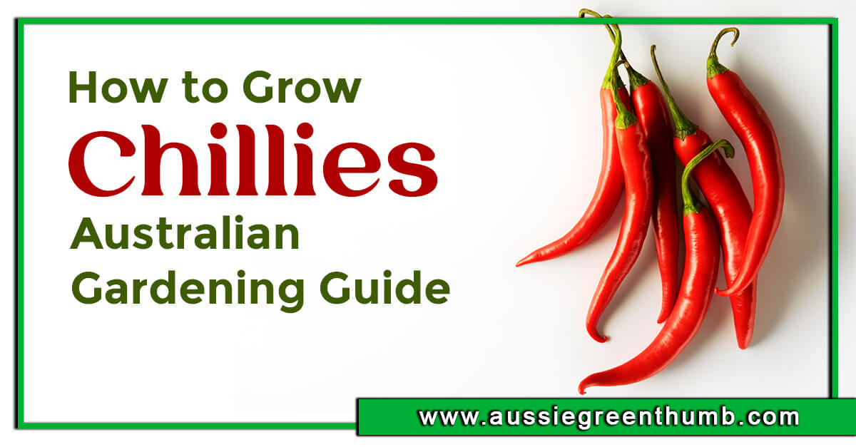 Chilli Plant: How to Grow Chillies in Australia : AGT