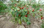 Chilli Plant: How to Grow Chillies in Australia : AGT