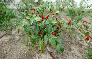 Chilli Plant: How to Grow Chillies in Australia : AGT
