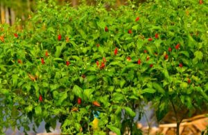 Chilli Plant: How to Grow Chillies in Australia : AGT