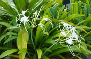 How to Grow Spider Lilies in Australia