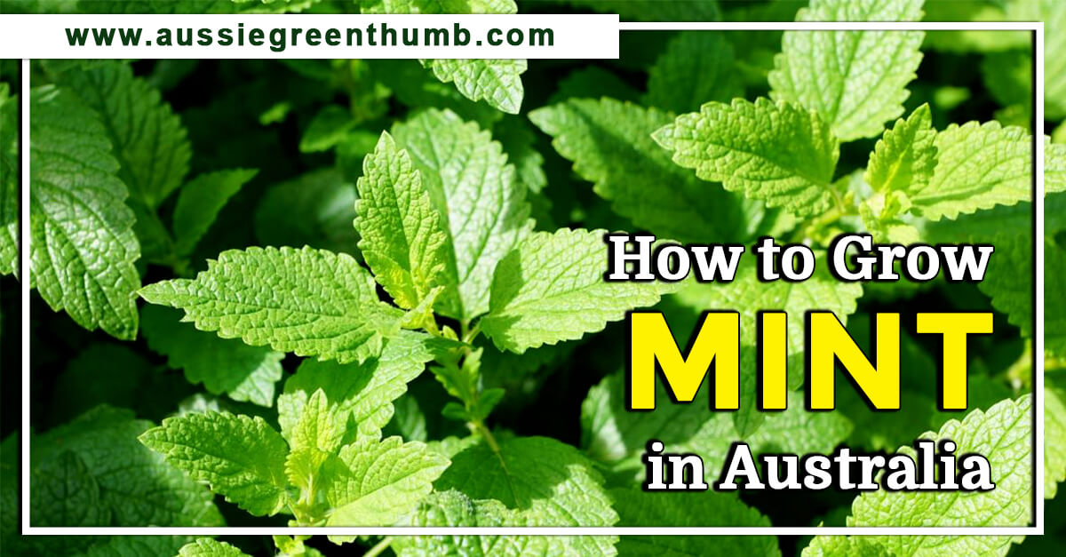 How to Grow Mint in Australia : AGT