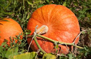 Pumpkins: How to Grow, Harvest and Care Guide : AGT