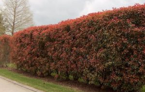 How to Grow a Lilly Pilly Hedge