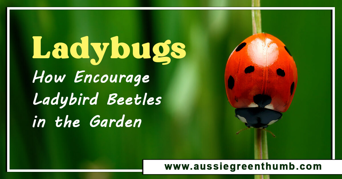 Ladybugs: How Encourage Ladybird Beetles in the Garden : AGT