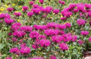 How to Grow and Care for Bee Balm in Australia : AGT