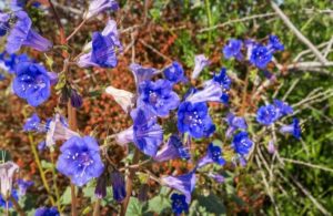 Phacelia: Australian Gardening Guide : AGT