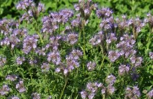 Phacelia: Australian Gardening Guide : AGT