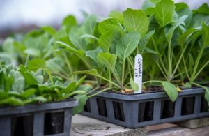 Collard Greens: Australian Grow and Care Guide : AGT