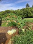 Pumpkins: How to Grow, Harvest and Care Guide : AGT