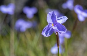 30 Beautiful Blue Flowers for Australian Gardens