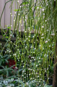 How to Grow and Care for Rhipsalis in Australia : AGT