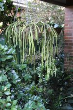 How to Grow and Care for Rhipsalis in Australia : AGT