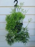 How to Grow and Care for Rhipsalis in Australia : AGT